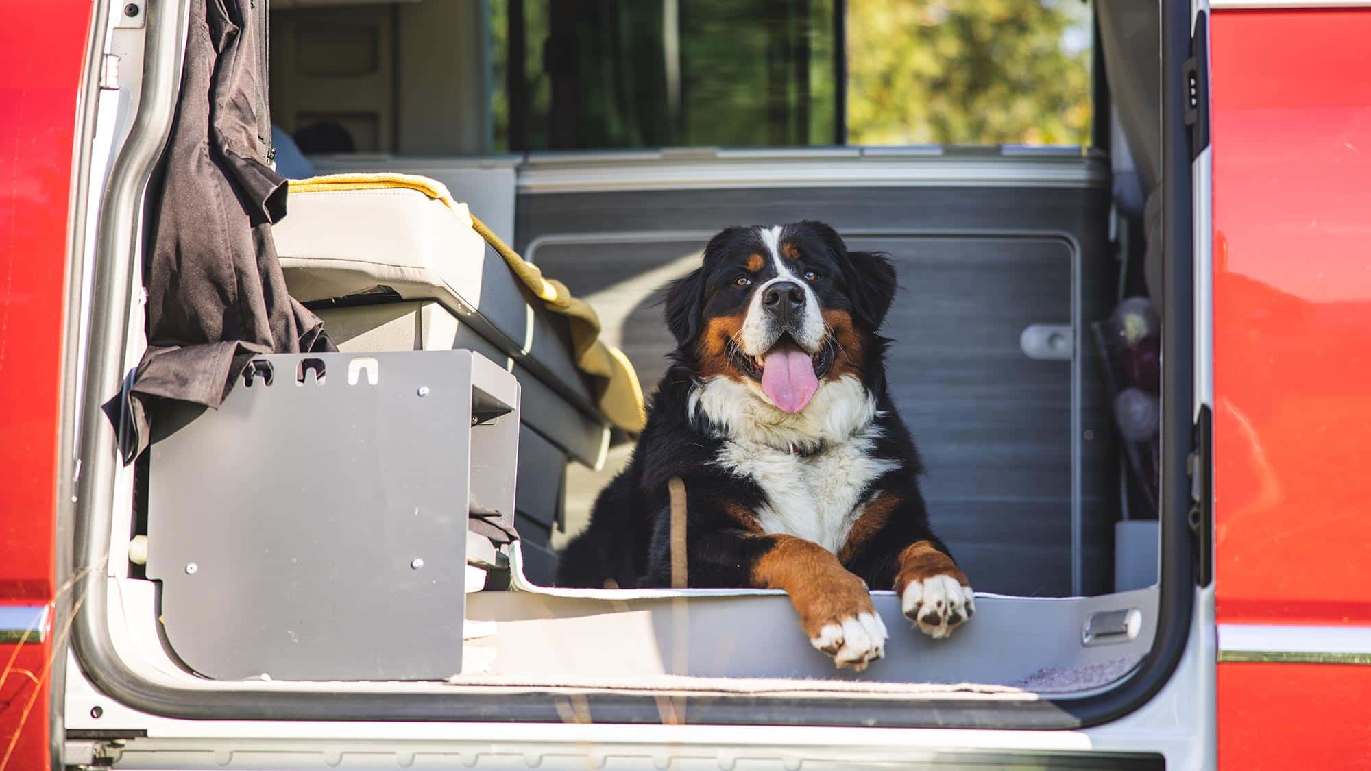 Wuffi als Problem im Urlaub? Neue Vorschriften zum Reisen mit ...
